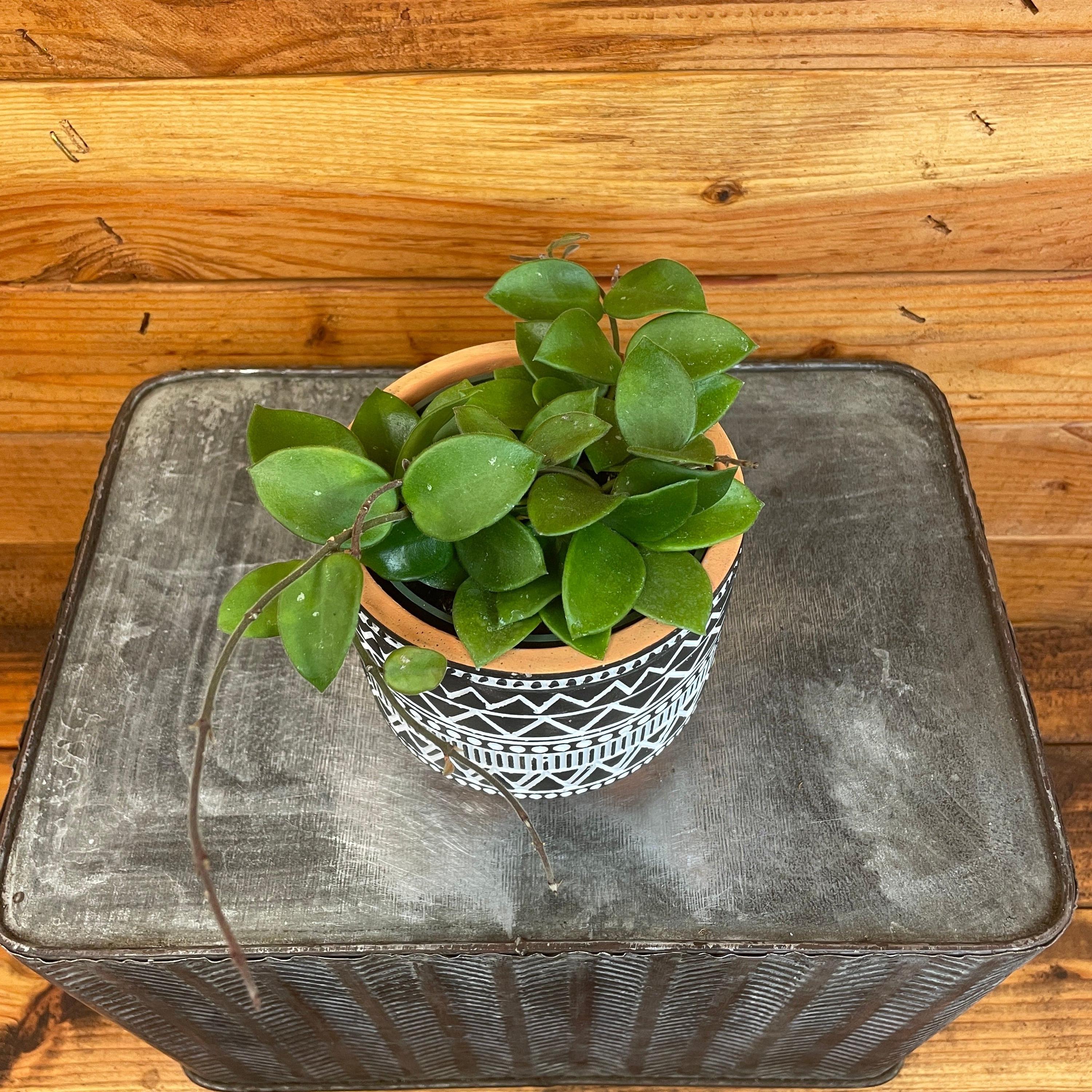 Hoya CV Chouke, 4" Plant - Etsy