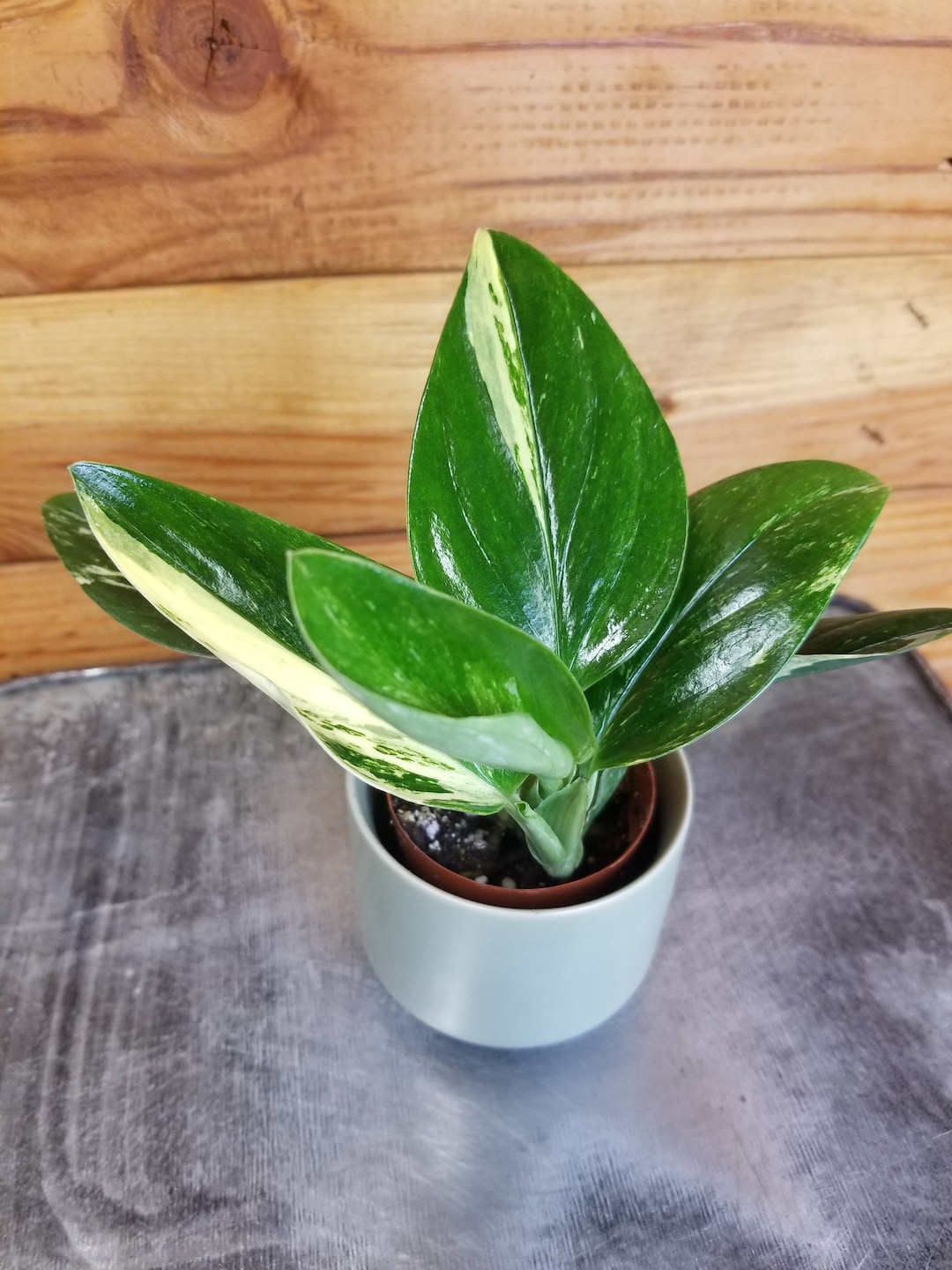 Monstera Standleyana Aurea Variegata, 2" Plant - Etsy