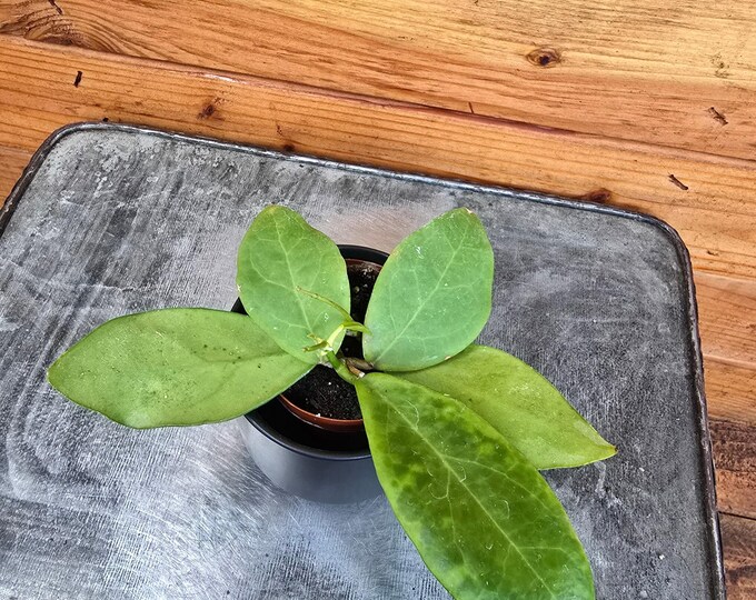 Hoya Mindorensis ‘gold’ | Rare - Etsy