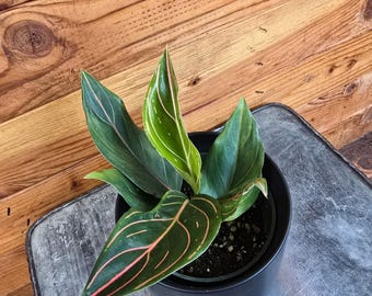 US Seller Rare Aglaonema Red Army Live Rooted Plant- 4 Inch Pot - Etsy