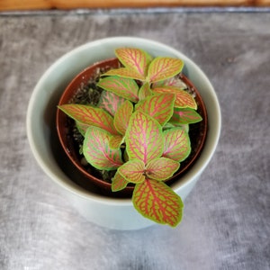 Fittonia - Etsy