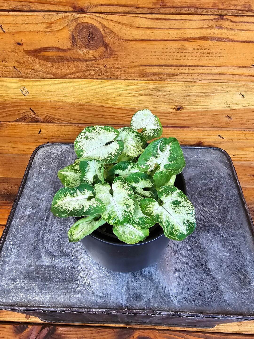 Syngonium Nephthytis Pixie, 4 Plant - Etsy