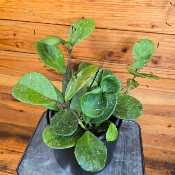 Hoya Obovata - Etsy
