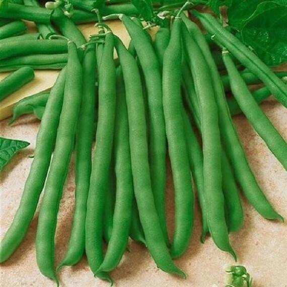 Fruit & Vegetables Plants USA SELLER Early Thorogreen Bush Beans 25 ...