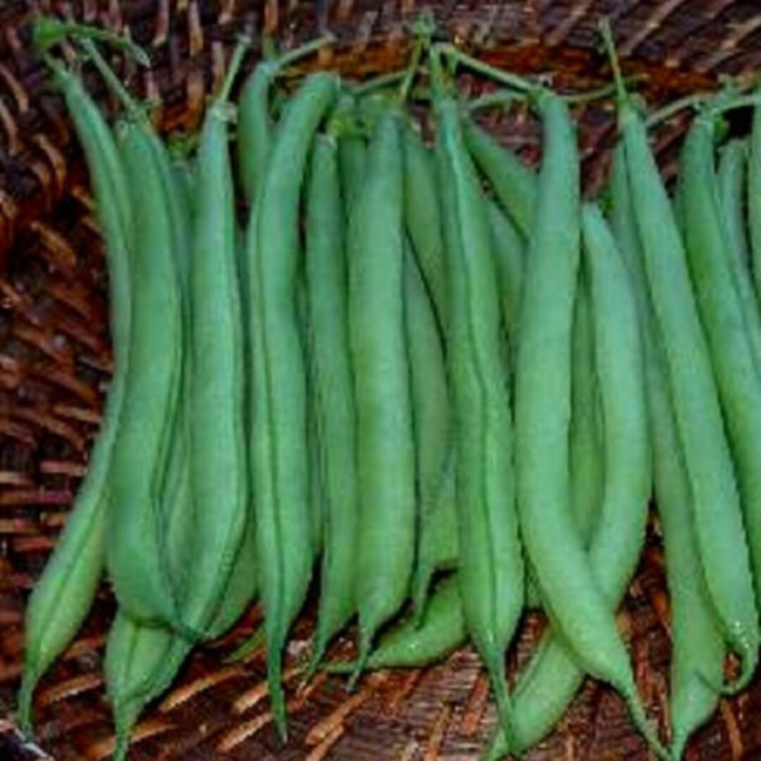 USA SELLER Strike Bush Bean 25 Seeds HEIRLOOM - Etsy