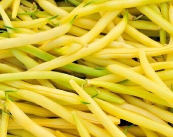 USA SELLER French Horticulture Bean 25 Seeds HEIRLOOM Phaseolus ...