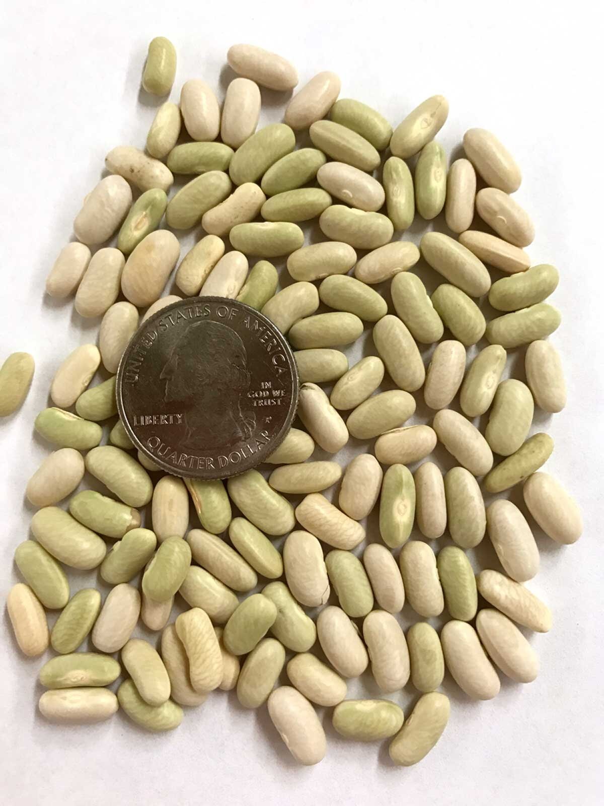 USA SELLER French Filet Bush Beans 25 seeds HEIRLOOM - Etsy.de