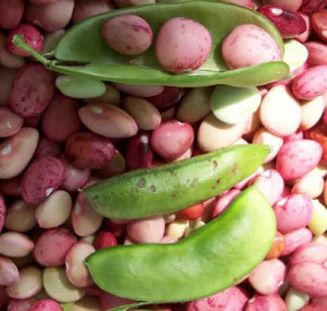 USA SELLER Jackson Wonder Lima Bean 25 Seeds HEIRLOOM - Etsy
