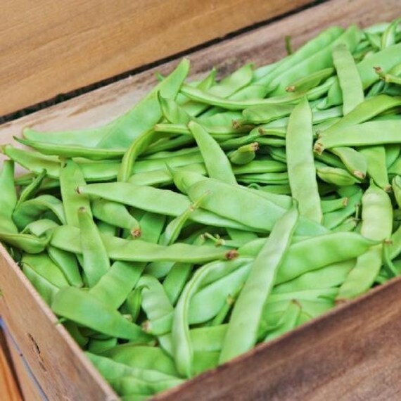 Fruit & Vegetables Plants USA SELLER Early Thorogreen Bush Beans 25 ...