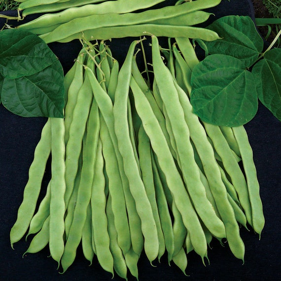 Fruit & Vegetables Plants USA SELLER Early Thorogreen Bush Beans 25 ...