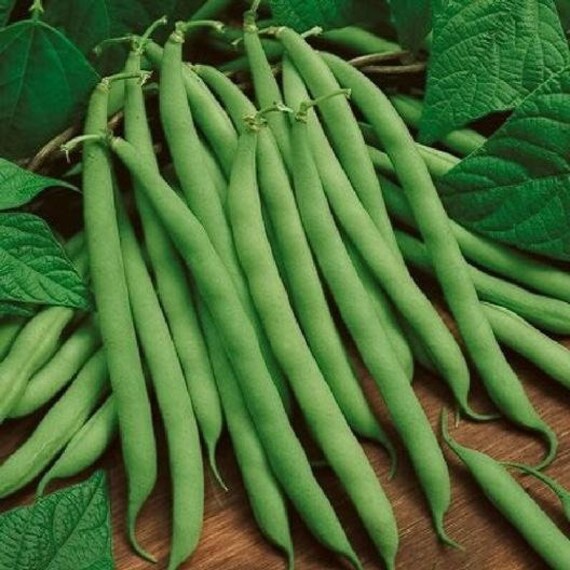 Fruit & Vegetables Plants USA SELLER Early Thorogreen Bush Beans 25 ...