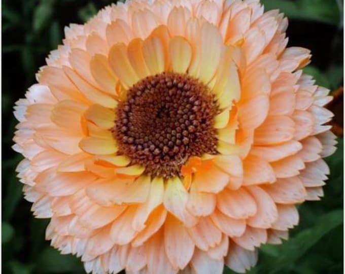 Calendula Pink Surprise Seeds - Etsy