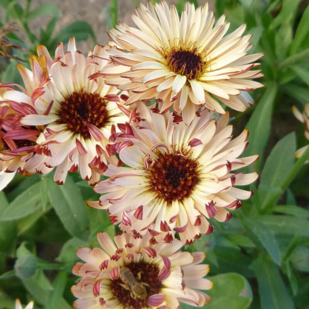 Calendula Touch of Red Buff Seeds - Etsy