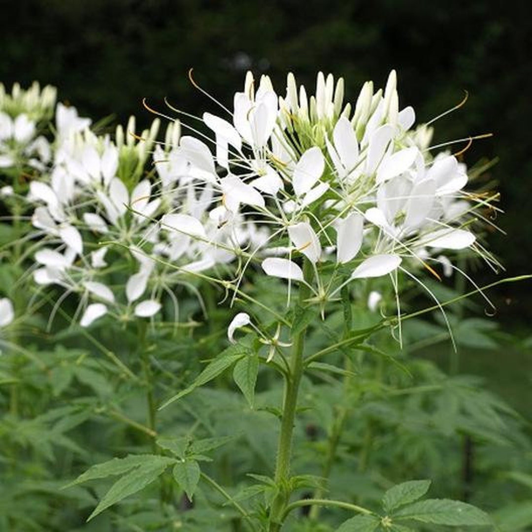 Cleome Queen White Seeds Spider Flower - Etsy