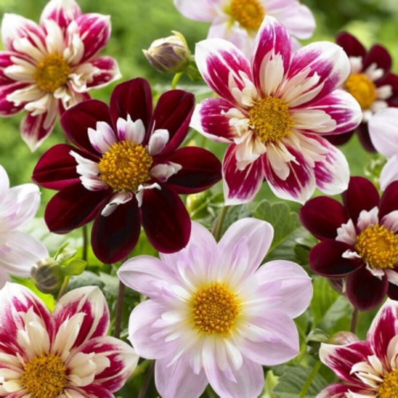 Dahlia Collarette Dandy Improved Seeds - Etsy