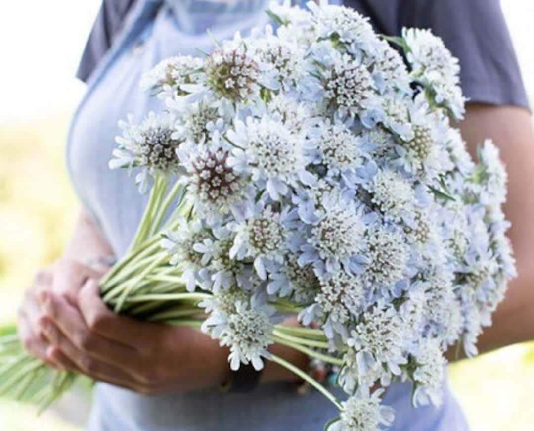 Scabiosa Stellata Starflower Pincushion Flower - Etsy