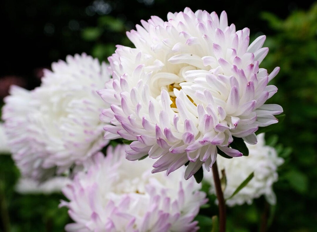 Aster Opus Seeds - Etsy