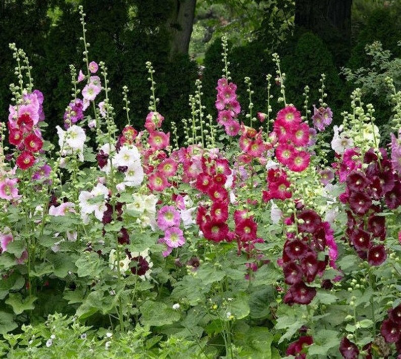Hollyhock Indian Spring alcea Rosea - Etsy