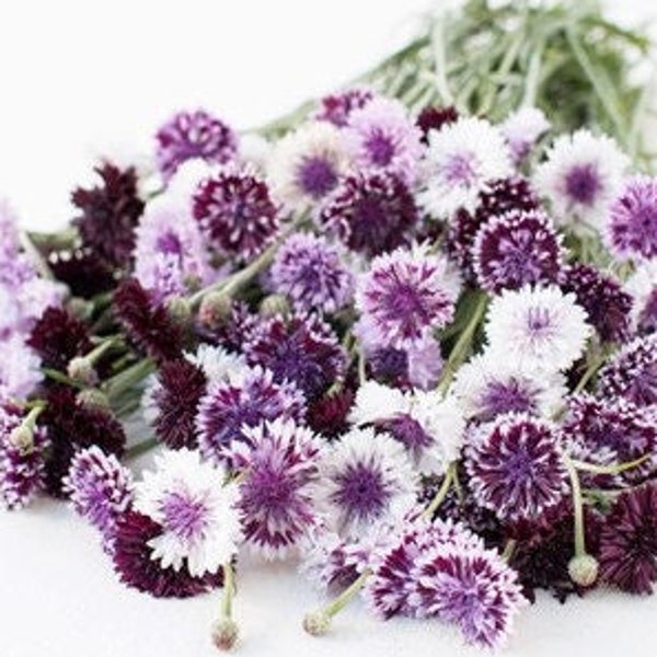 Bachelor Buttons - Etsy