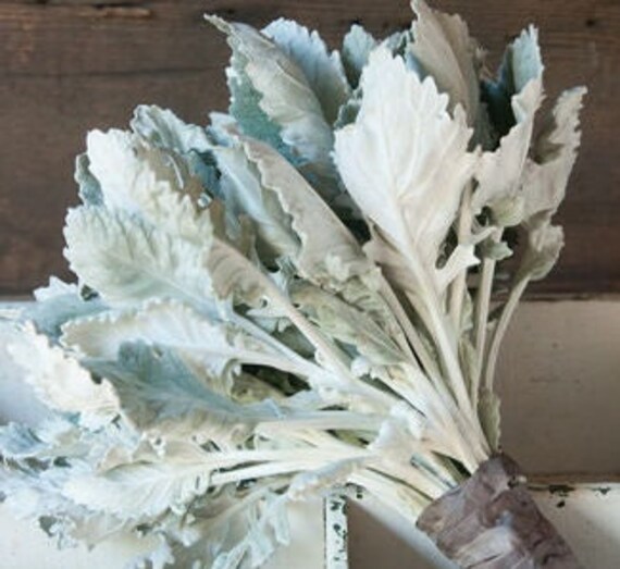 Dusty Miller New Look