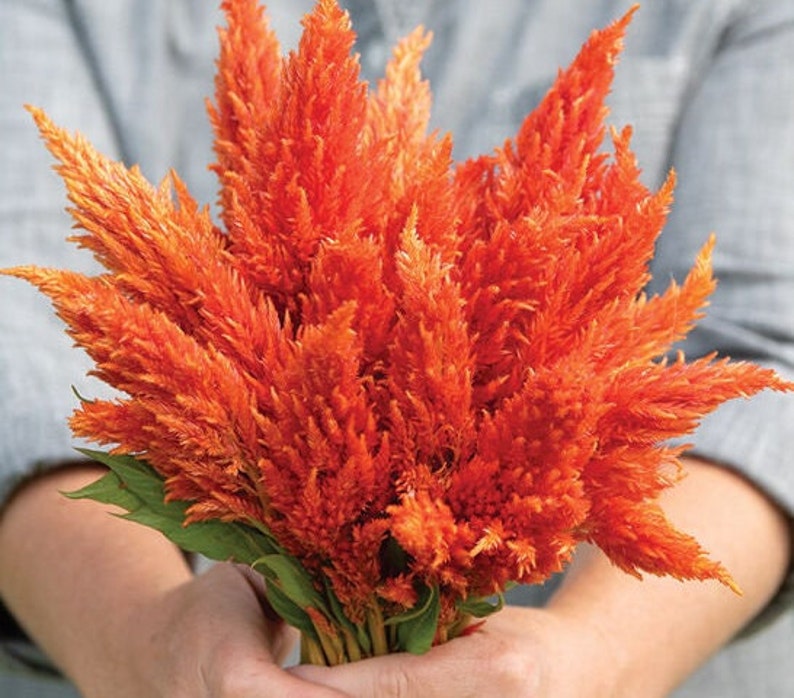 Celosia Sunday Orange Plume Cockscomb - Etsy