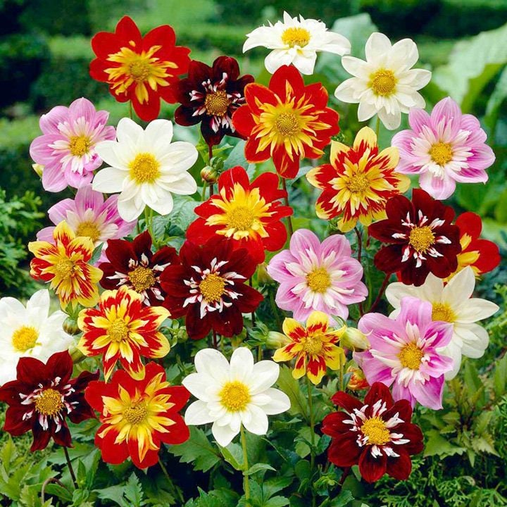 Dahlia Collarette Dandy Improved Seeds - Etsy