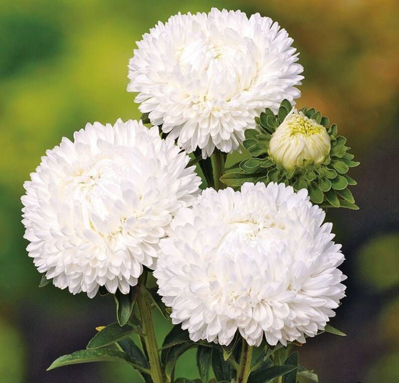 King Size Peony Aster Mix Seeds | Etsy