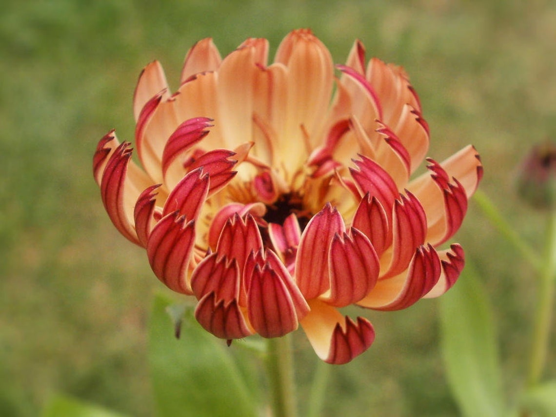 Calendula Touch of Red Buff Seeds - Etsy