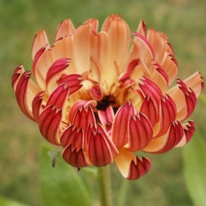 Calendula Touch of Red Buff Seeds - Etsy