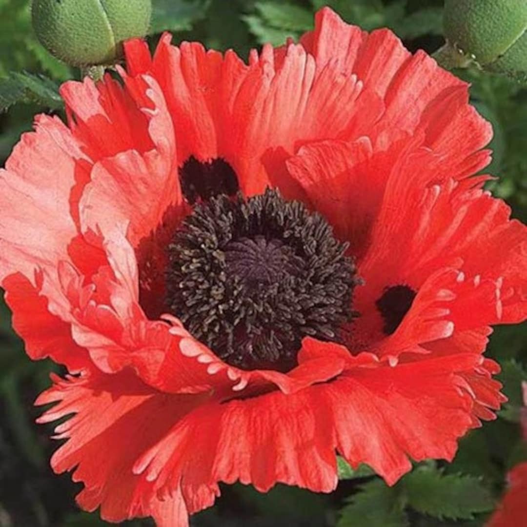 Papaver Orientale Brilliant Poppy giant Red - Etsy