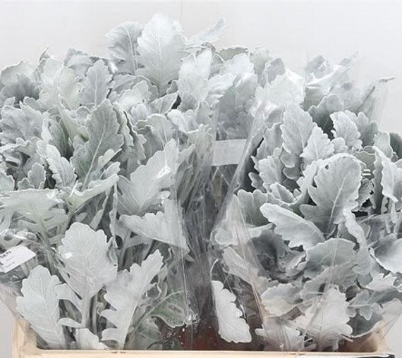 Dusty Miller New Look