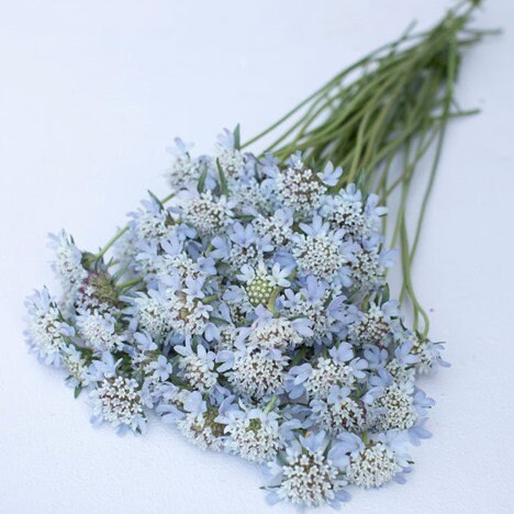 Scabiosa Stellata Starflower Pincushion Flower - Etsy
