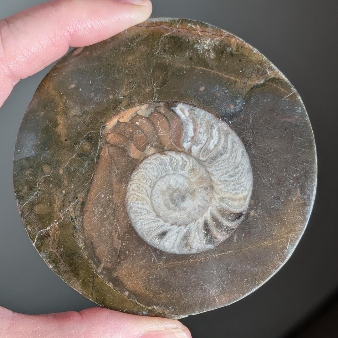 Ammonite Fossil Disk, Ammonite Stone - Etsy