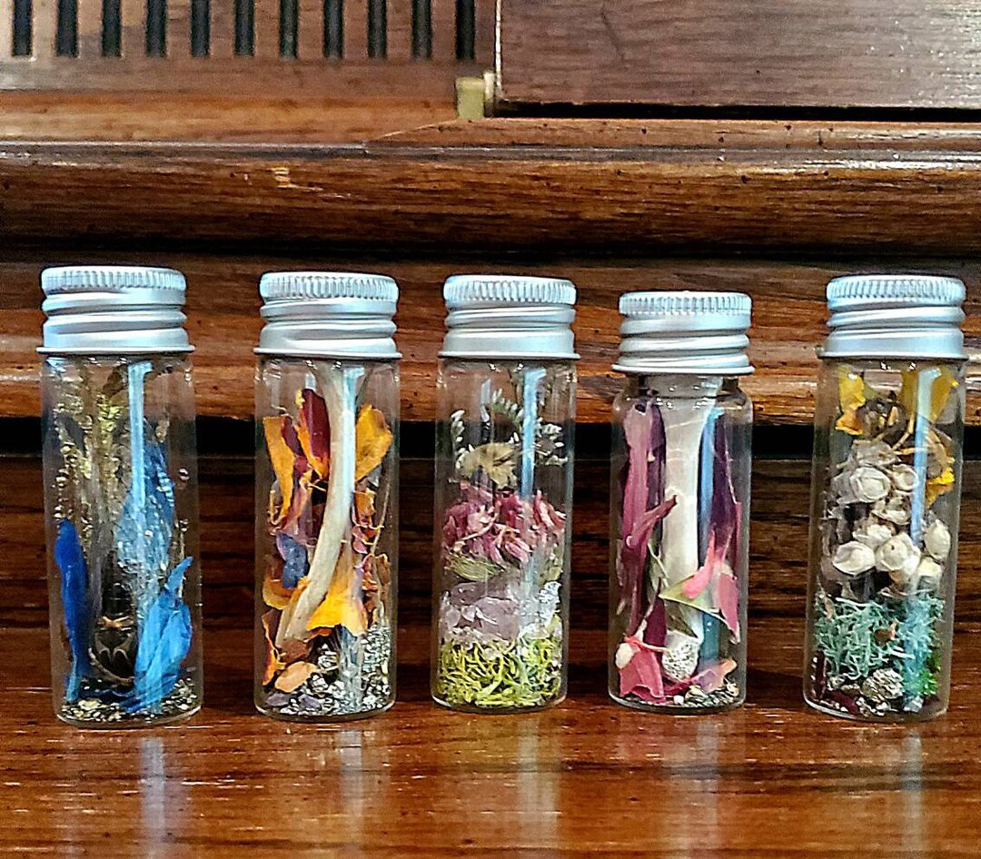 Oddity Vials Ethically Sourced Real Insects Real Shells Vial Art Dried ...