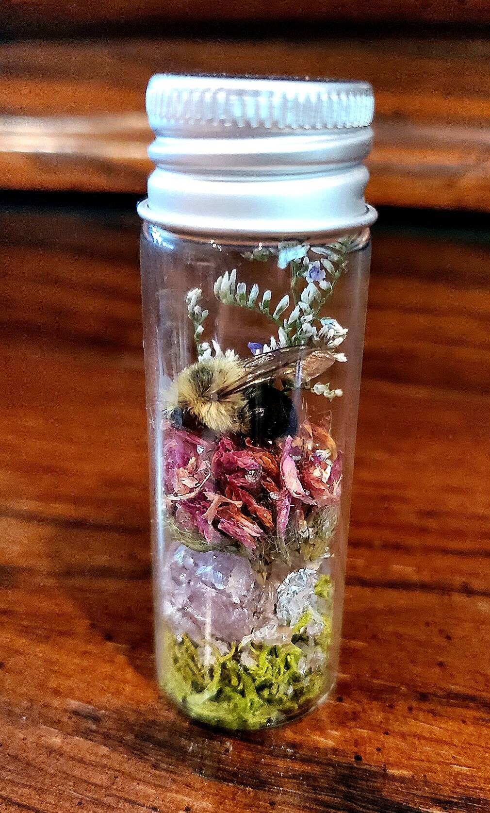 Oddity Vials Ethically Sourced Real Insects Real Shells Vial Art Dried ...