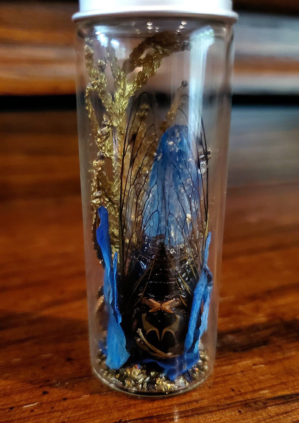 Oddity Vials Ethically Sourced Real Insects Real Shells Vial Art Dried ...