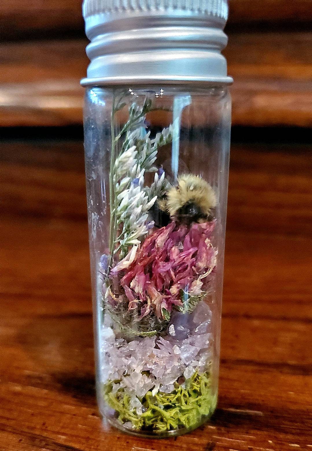 Oddity Vials Ethically Sourced Real Insects Real Shells Vial Art Dried ...