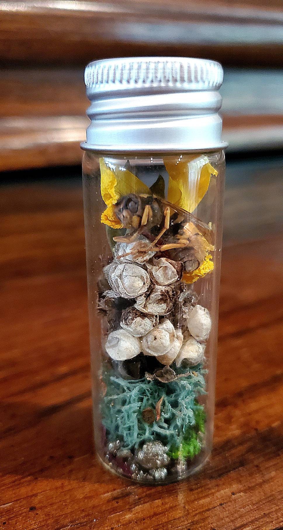 Oddity Vials Ethically Sourced Real Insects Real Shells Vial Art Dried ...