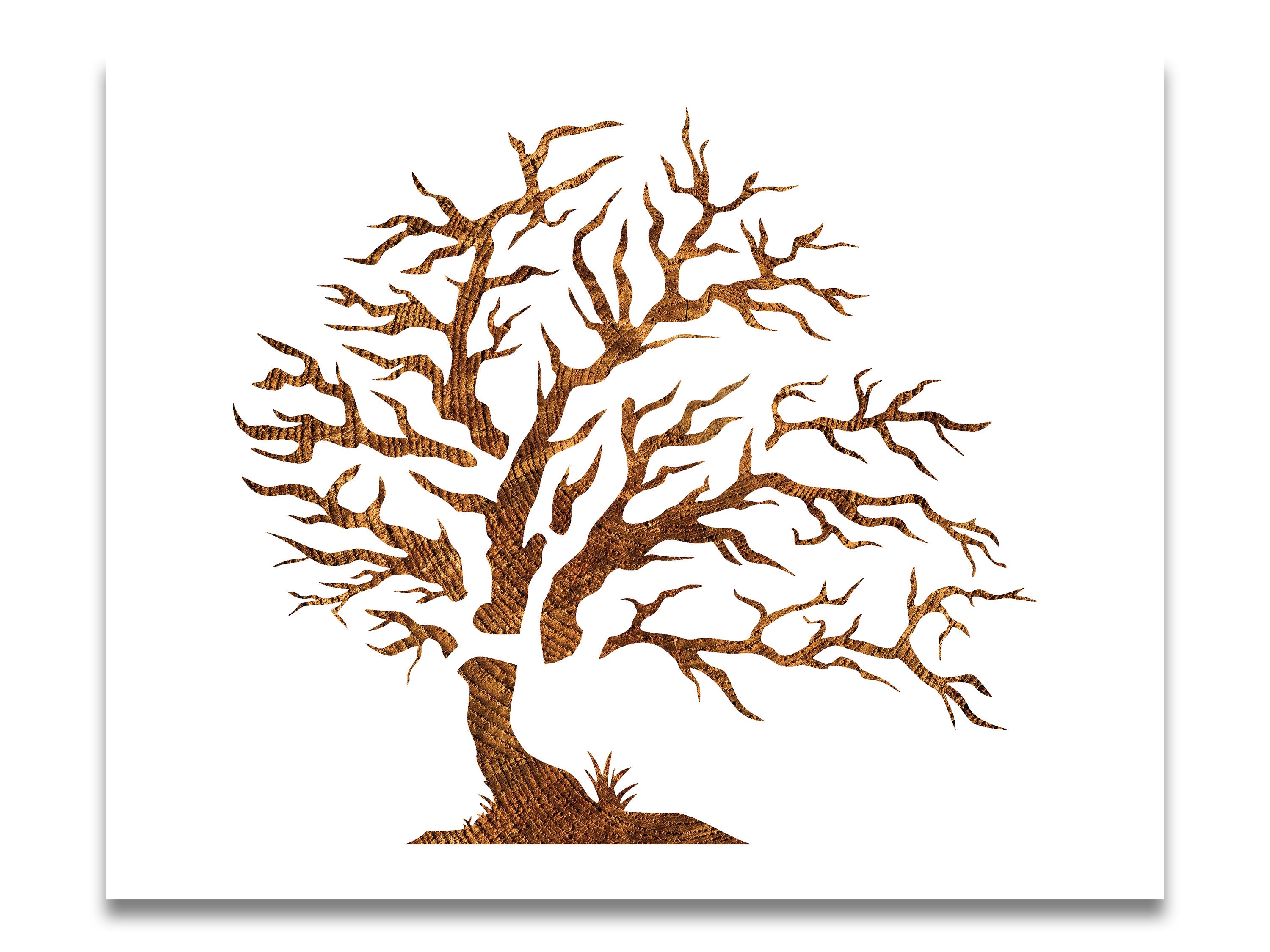 Oak Tree Drawing Color