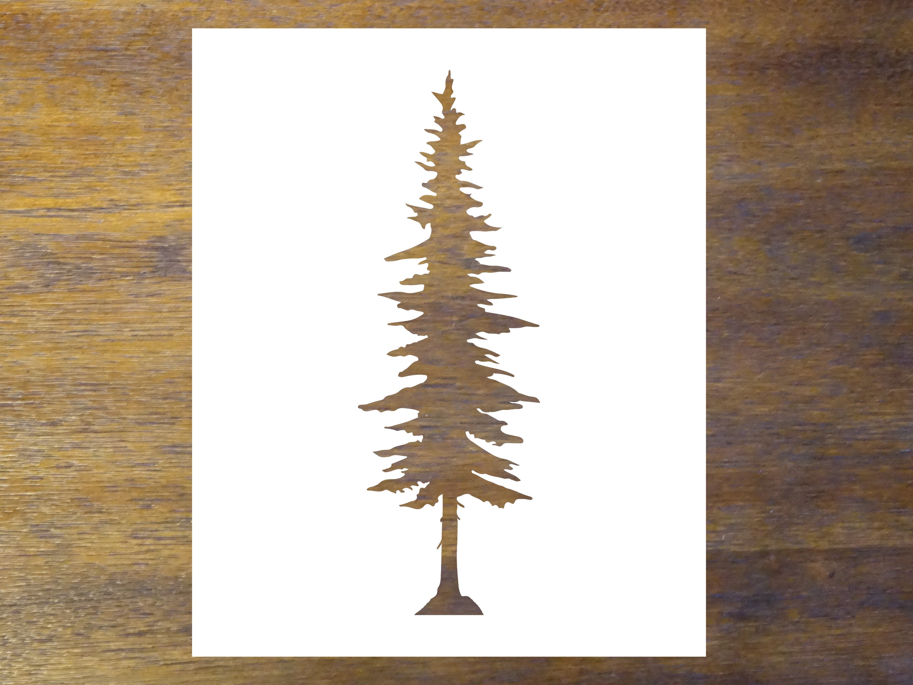 Silver Spruce Fur Pine Tree