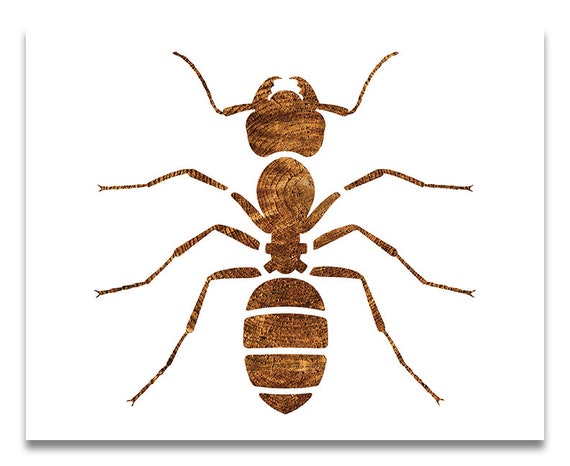 Ant Stencil Reusable Color Draw & Paint Stencil | Etsy