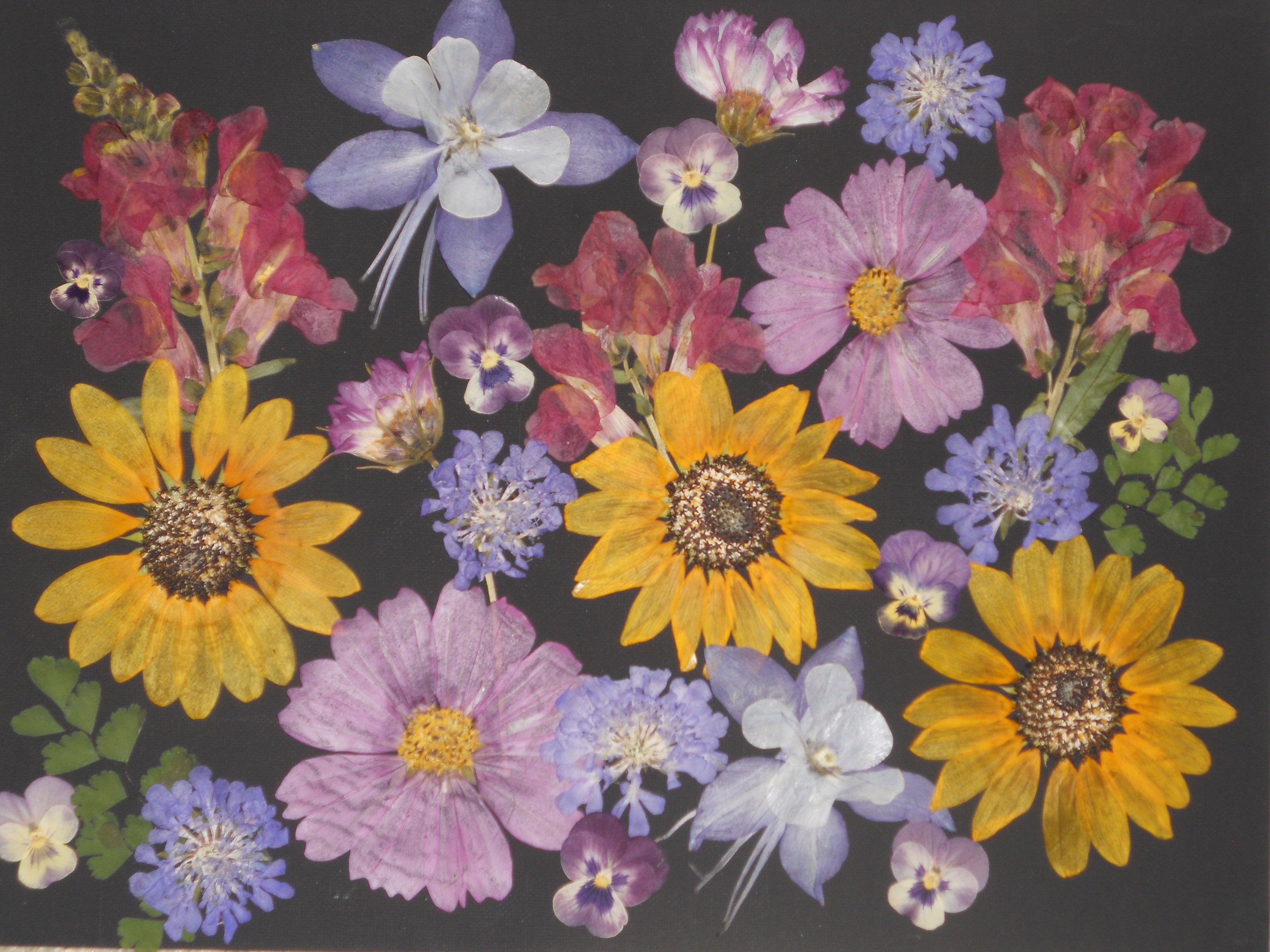 11X14 Pressed Flowers Collage on Black With REAL Pressed Flowers From ...