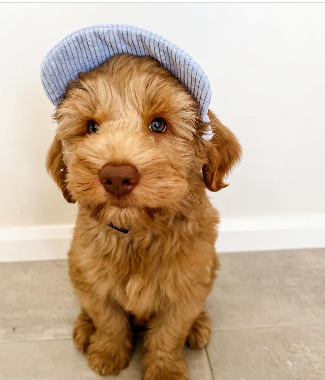 Corduroy Dog Hat | Puppy Hat | Dog Visor | Sun Protection Cap | Travel ...