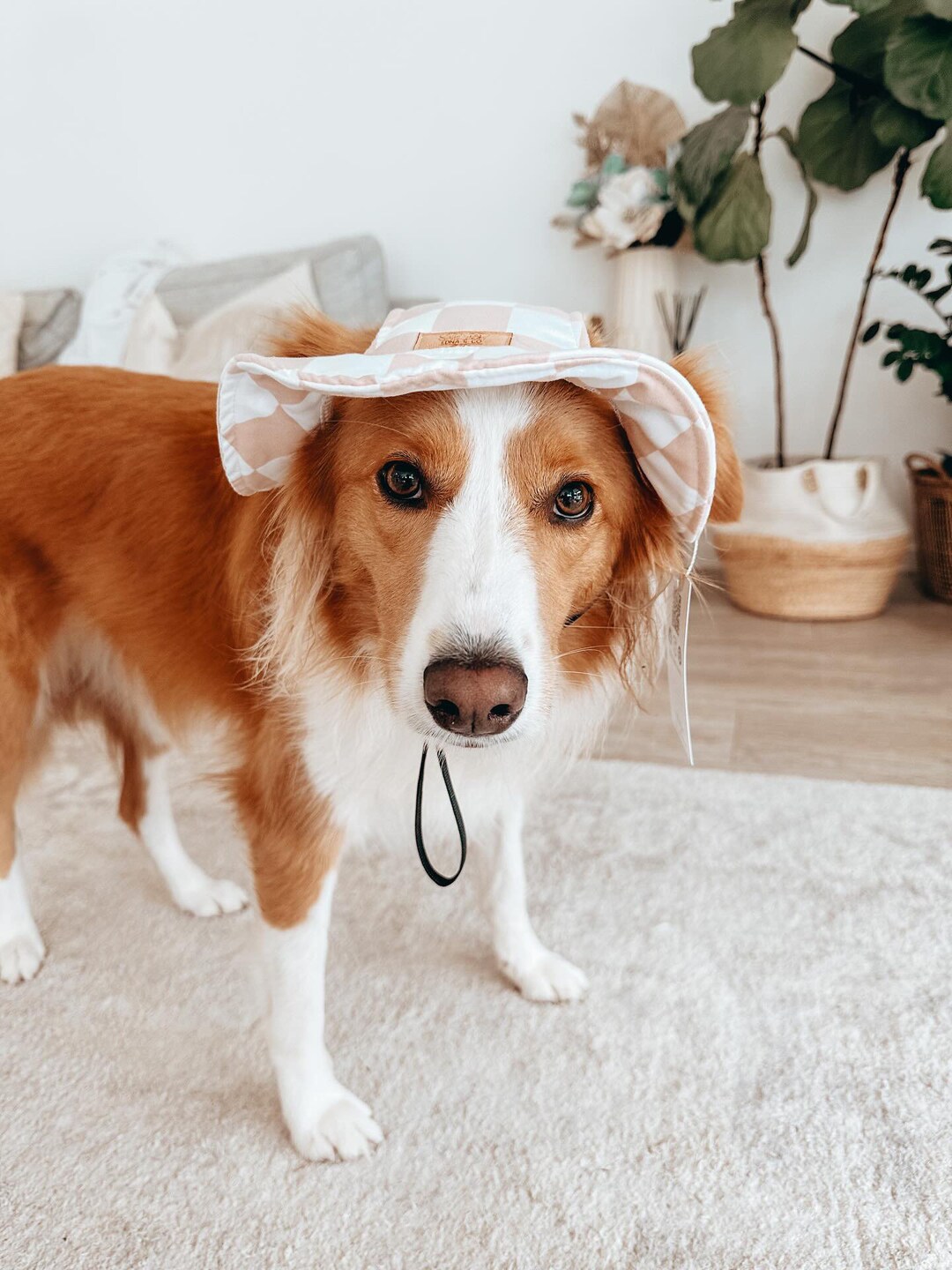Dog Hat | Bucket Hat | Puppy Hat | Dog Visor | Sun Protection Cap ...