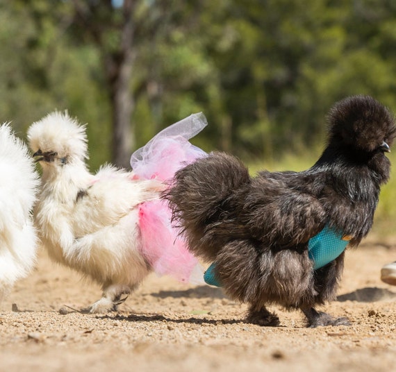 Silkie Chicken