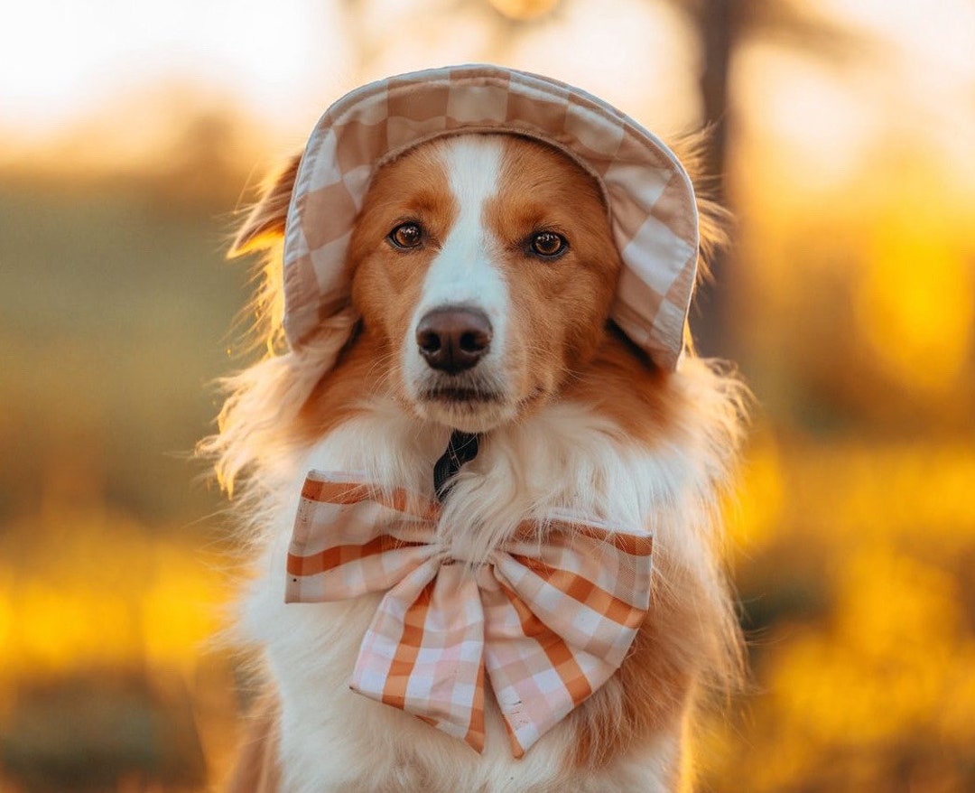 Dog Hat | Bucket Hat for All Breeds | Puppy Hat | Dog Visor | Sun ...