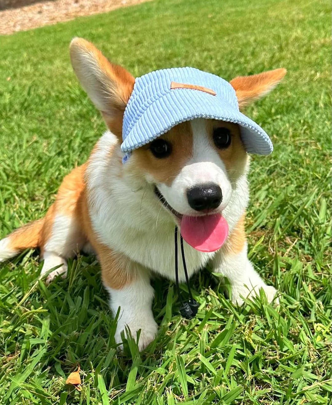 Corduroy Dog Hat | Bucket Hat | Puppy Hat | Dog Visor | Sun Protection ...