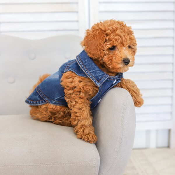 Denim Dog Jacket - Etsy
