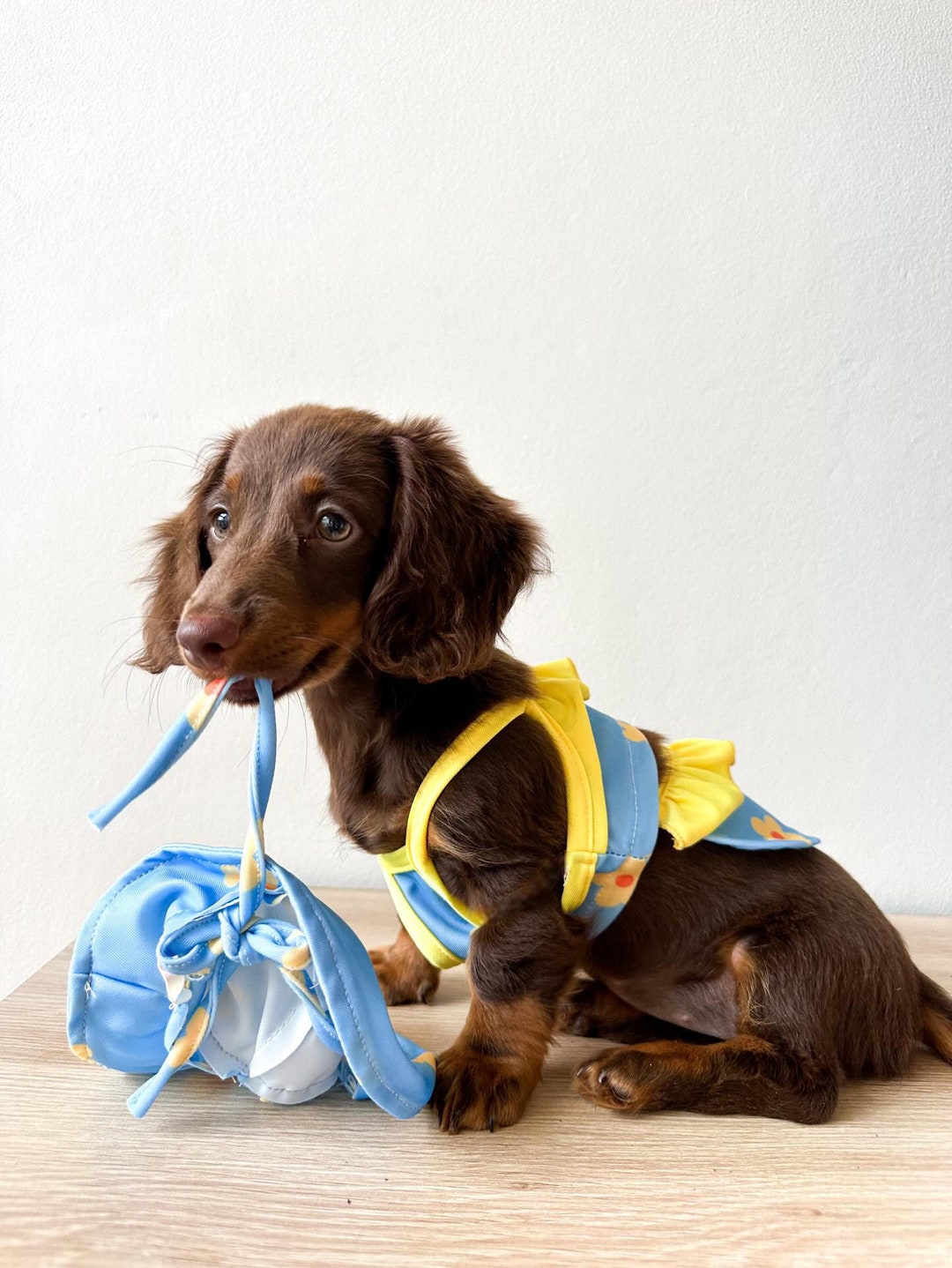 SMALL Dog & Puppy Beach Bikinis | Dog Hat | Bucket Hat | Bikini for Cat ...