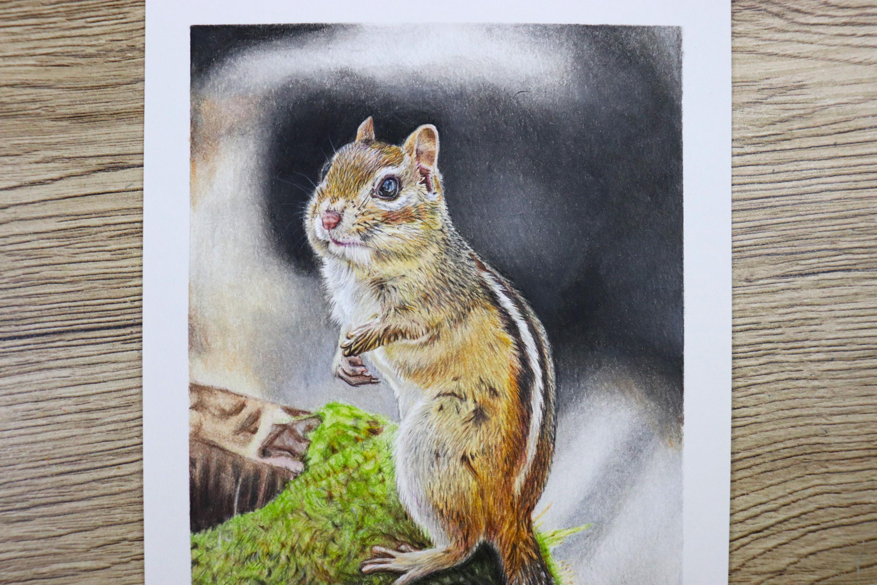 Chipmunk Original Colour Pencil Illustration / Squirrel - Etsy